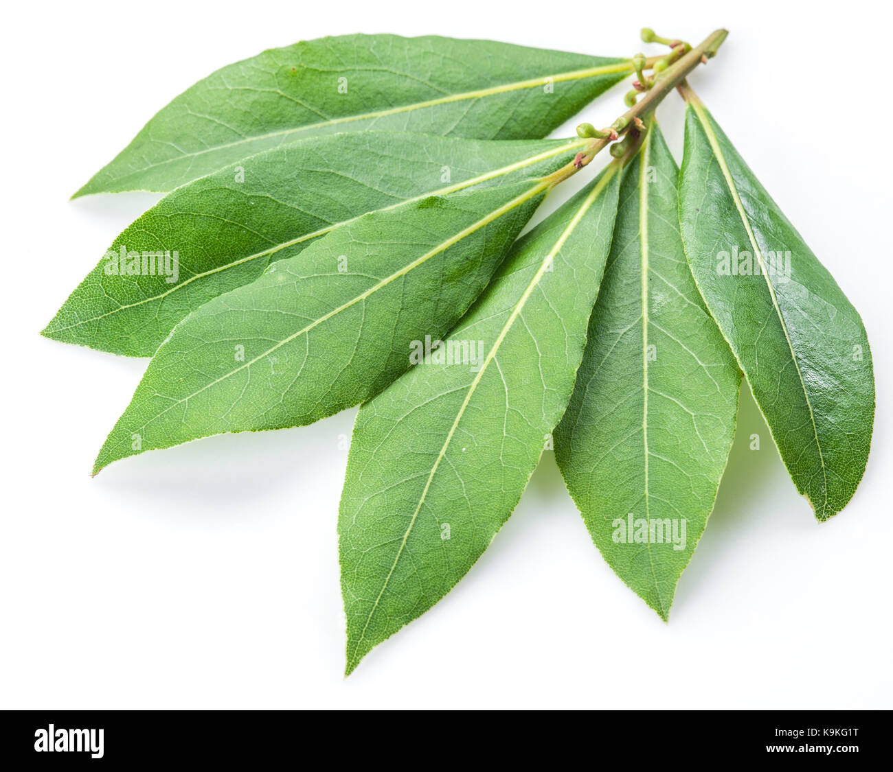 Bay leaf isolated on the white background Stock Photo - Alamy