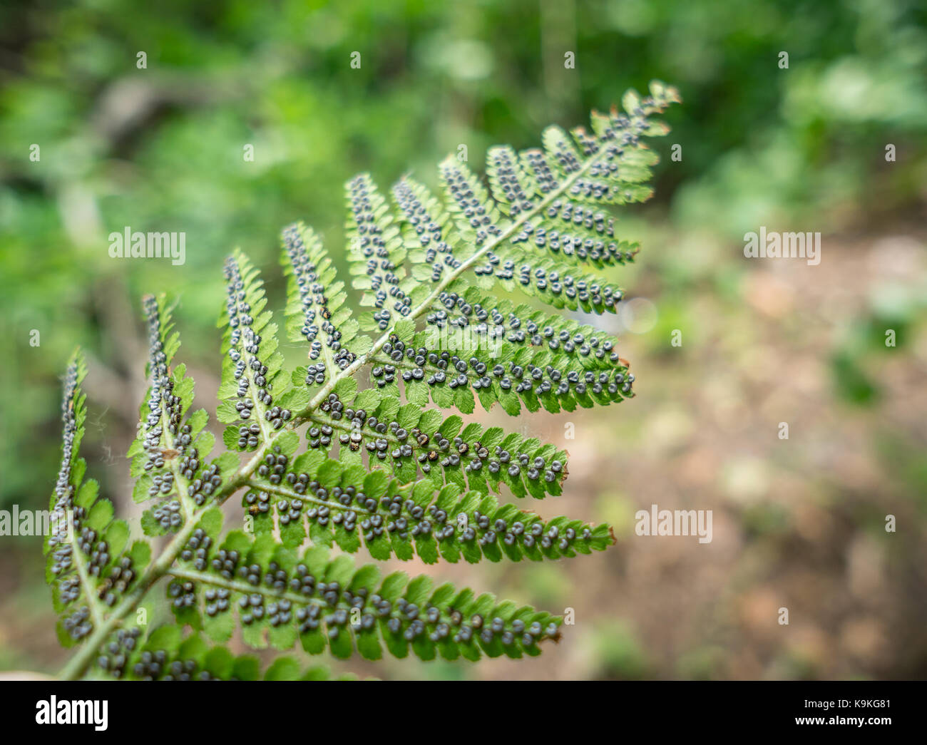 Sporophyte hi-res stock photography and images - Alamy