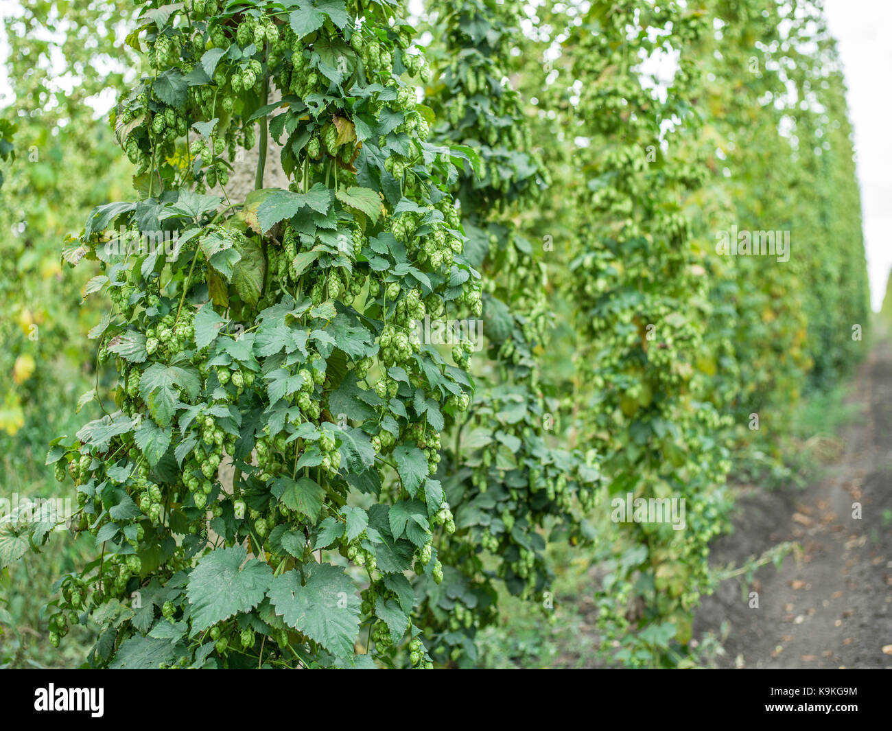 Hops yard. Hops plants climbing of special supported strings or wires ...