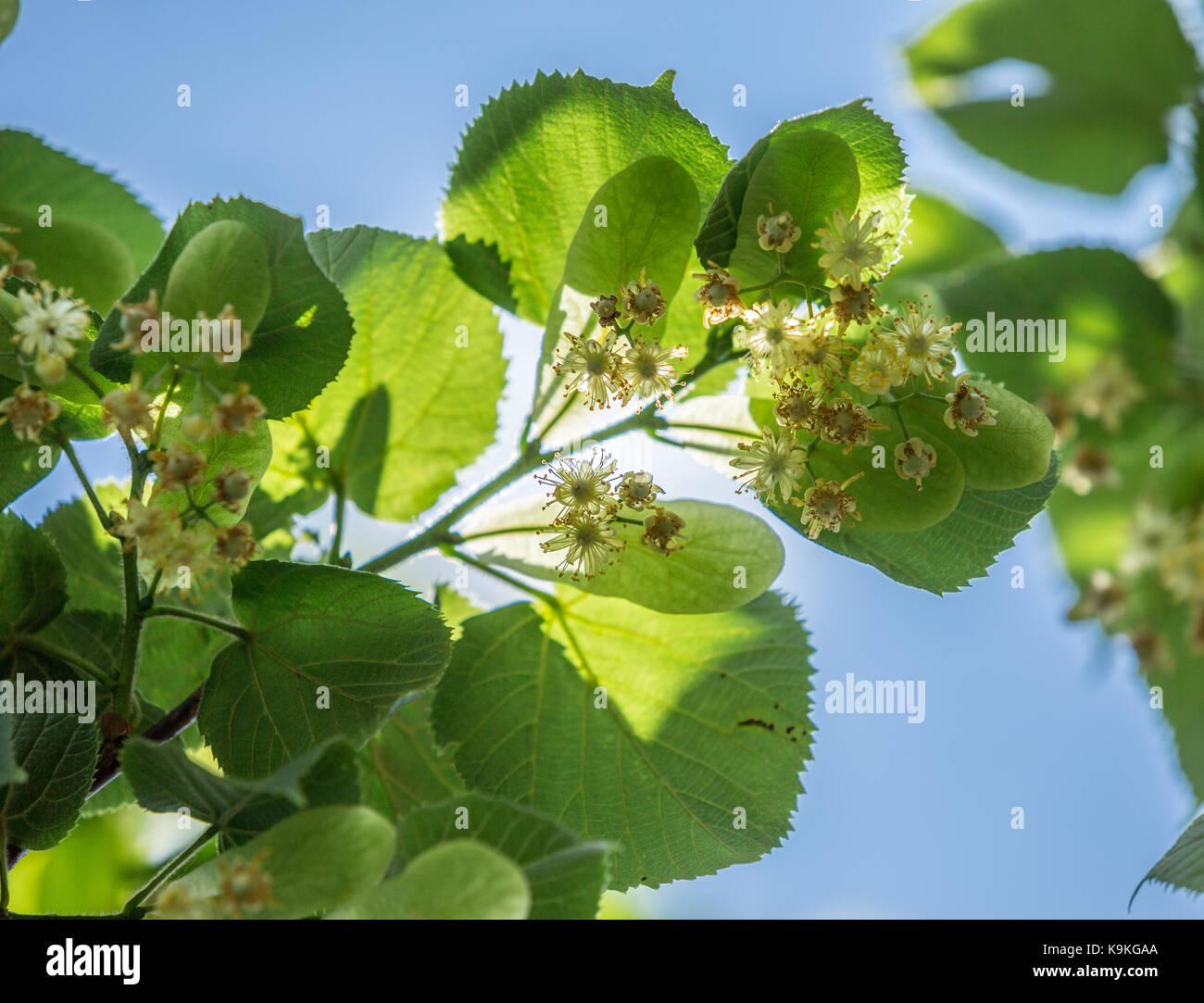 Linden tree in blossom. Nature background Stock Photo - Alamy