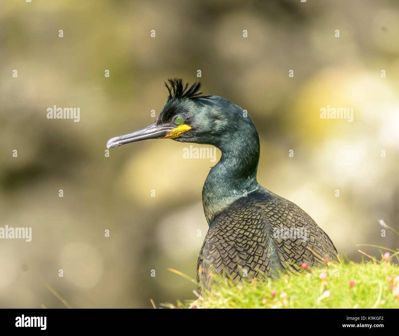 Shag bird hi-res stock photography and images - Alamy
