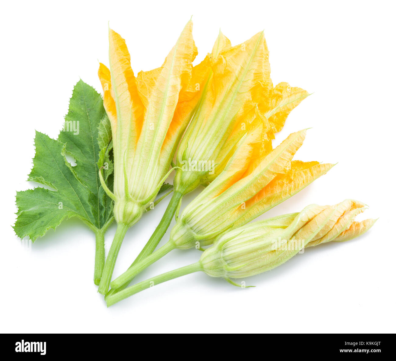 Zucchini flowers on a white background Stock Photo - Alamy