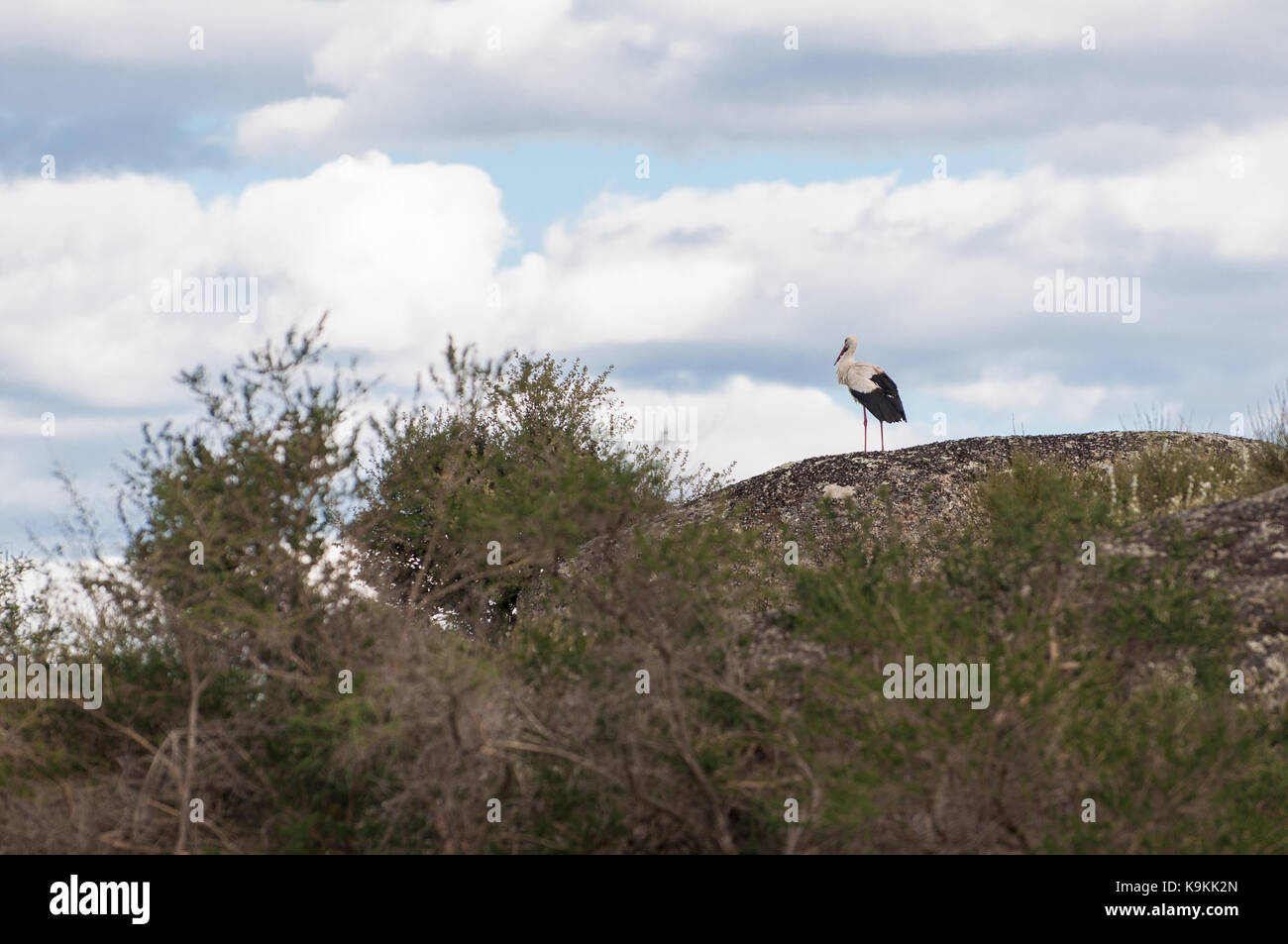 A stork perched on a large rock in the field with a beautiful ...