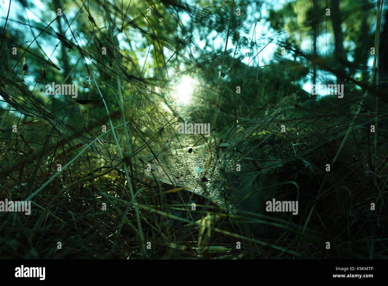 Nature photos hi-res stock photography and images - Alamy