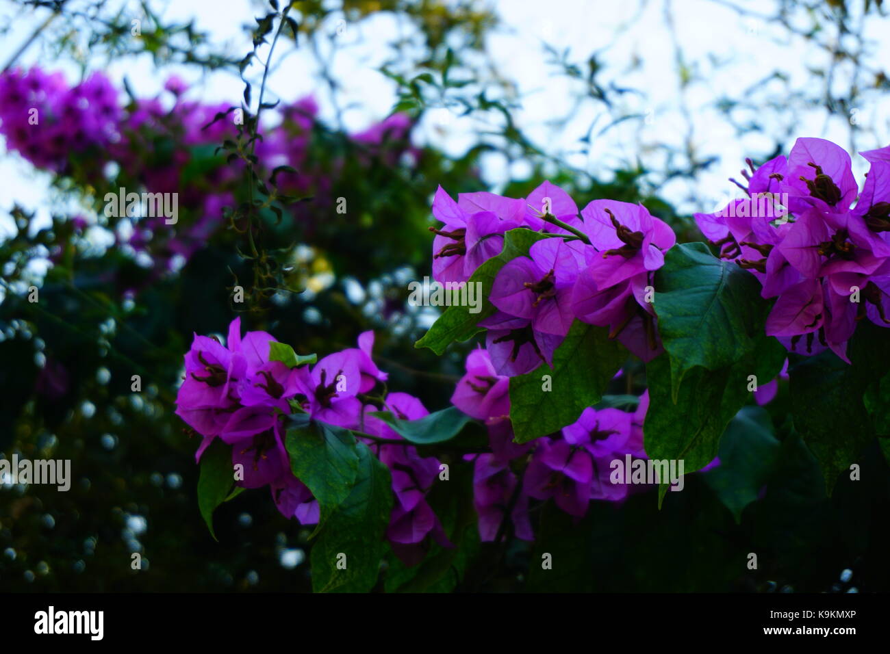 Nature photos hi-res stock photography and images - Alamy