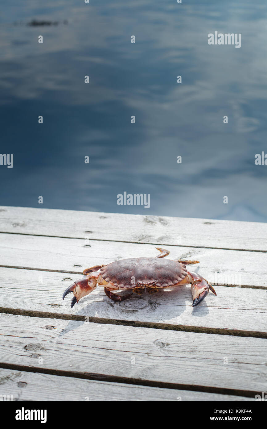 alive crab standing on wooden floor. outdoor shot in norway. copy space ...