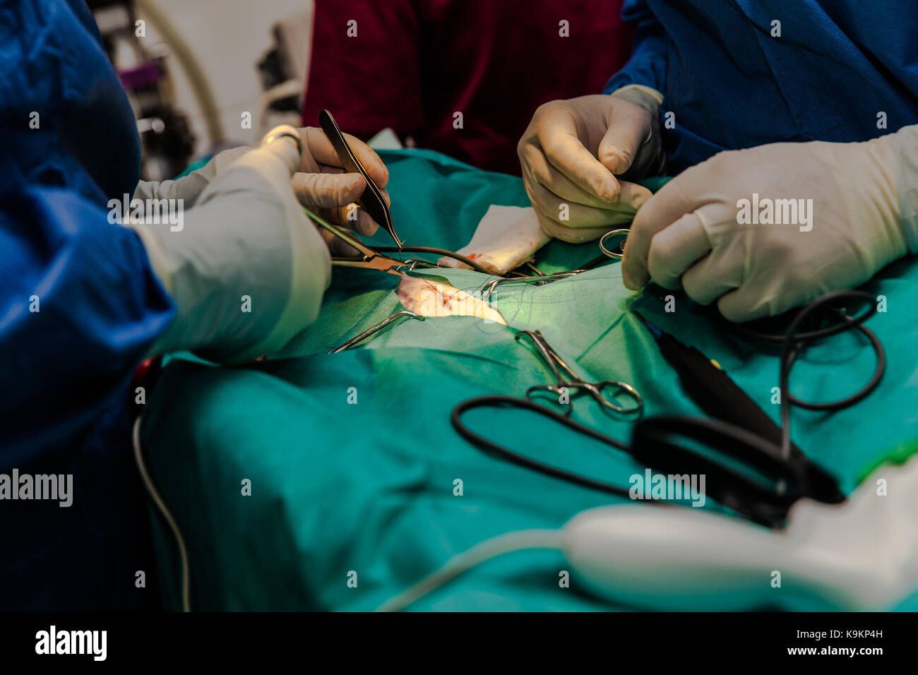 cat at the vet´s undergoing surgery Stock Photo - Alamy