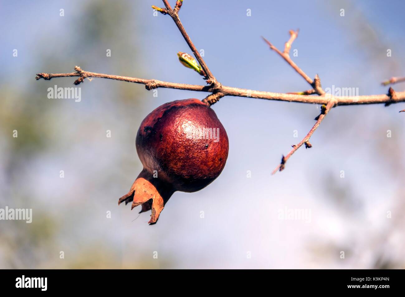Pomegranate plantation hi-res stock photography and images - Alamy