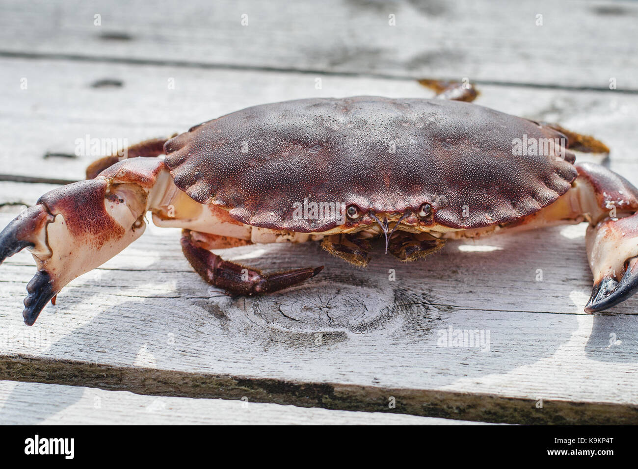 alive crab standing on wooden floor. outdoor shot in norway. copy space ...
