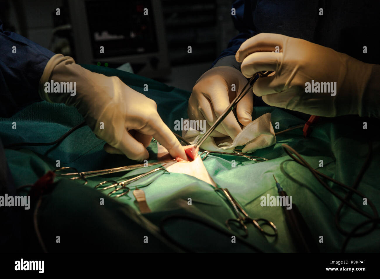 cat at the vet´s undergoing surgery Stock Photo - Alamy