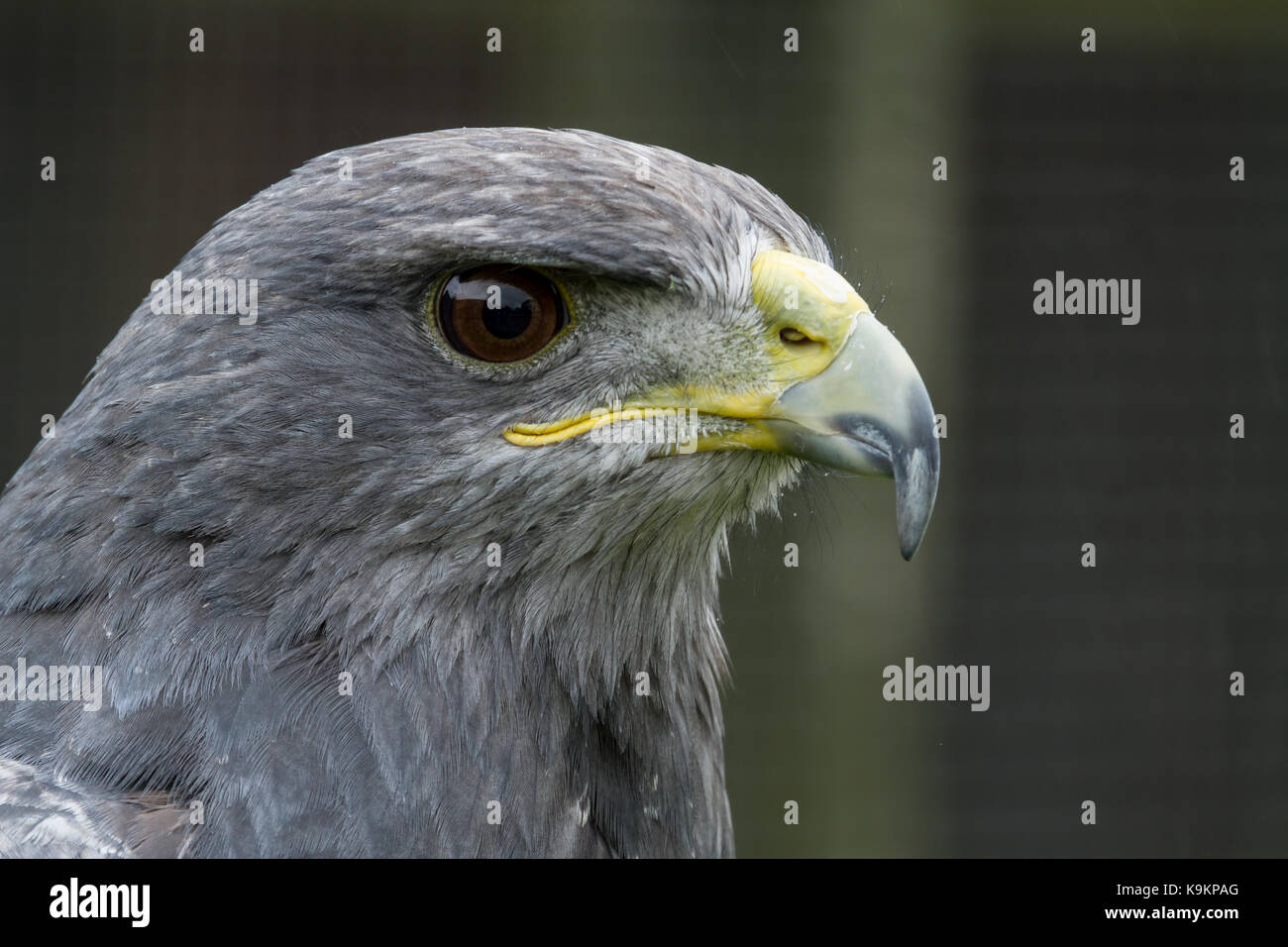 Falco hypoleucos hi-res stock photography and images - Alamy