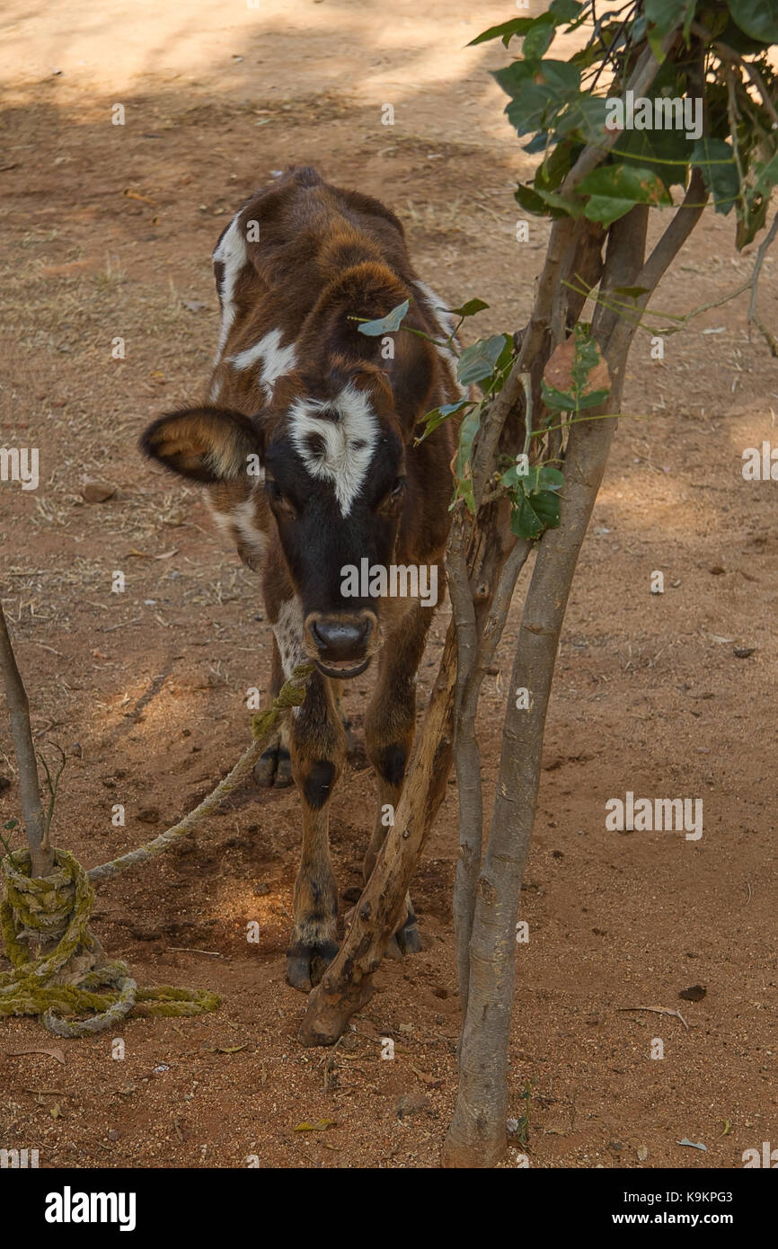Calf shade hi-res stock photography and images - Alamy