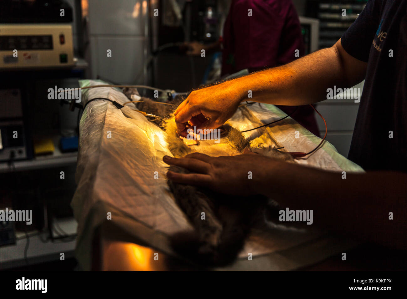 Undergoing surgery hi-res stock photography and images - Alamy