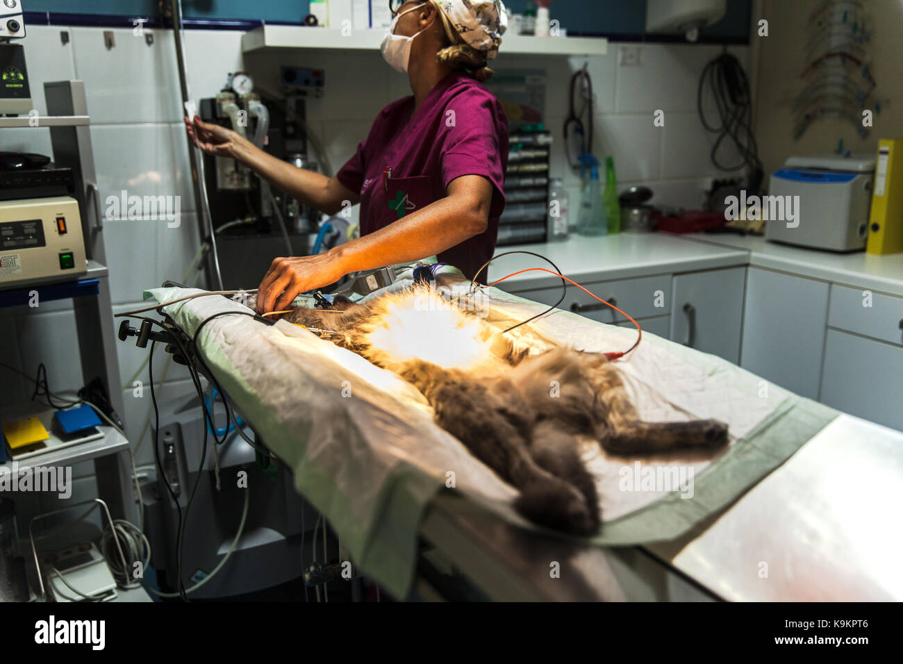 Professional vet clinician checking hi-res stock photography and images ...