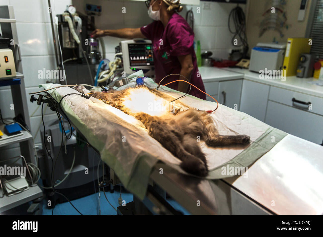 cat at the vet´s undergoing surgery Stock Photo - Alamy