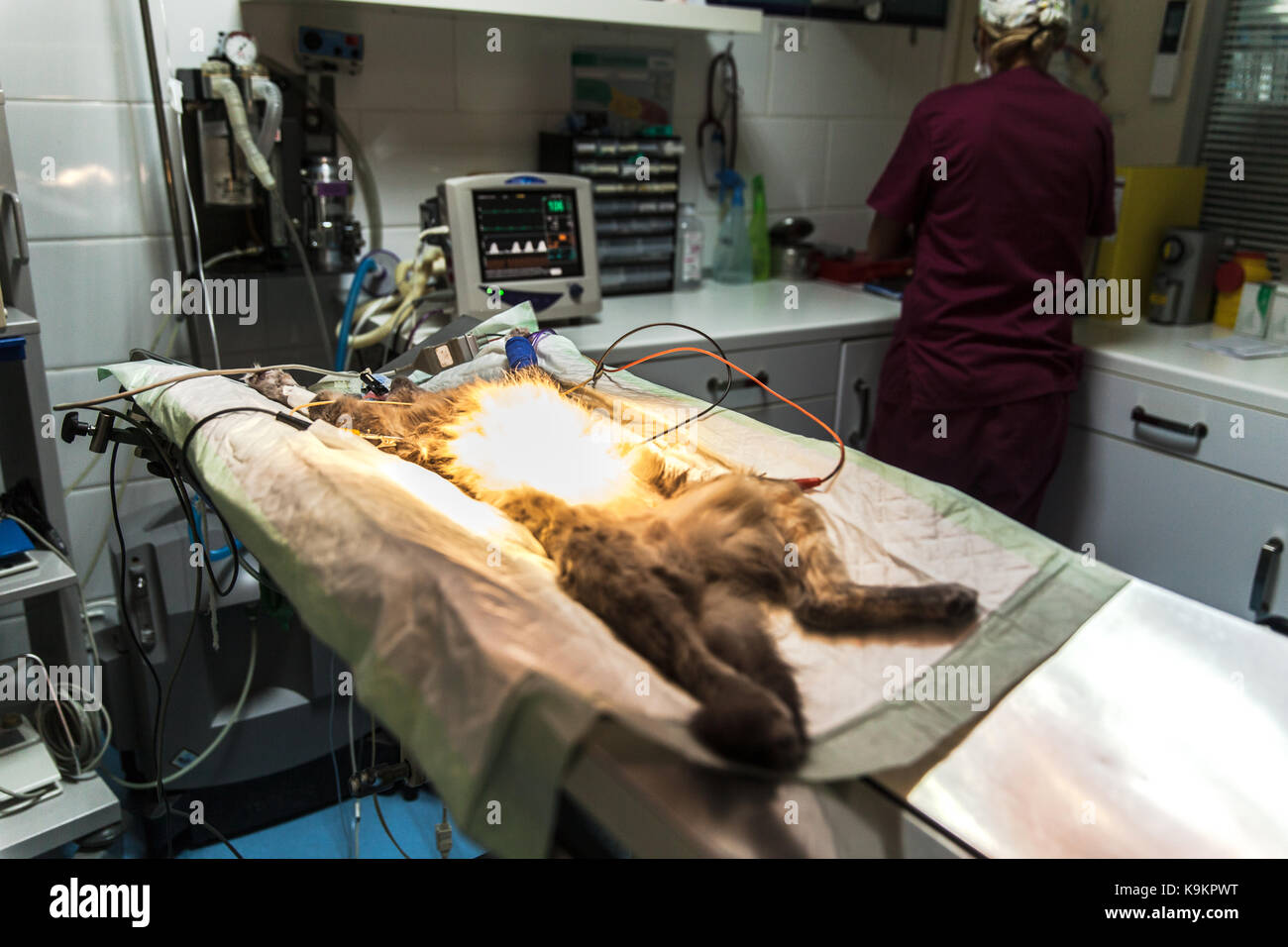 cat at the vet´s undergoing surgery Stock Photo - Alamy