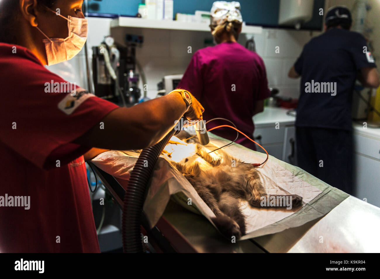 cat at the vet´s undergoing surgery Stock Photo - Alamy