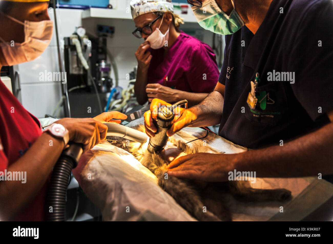 cat at the vet´s undergoing surgery Stock Photo - Alamy