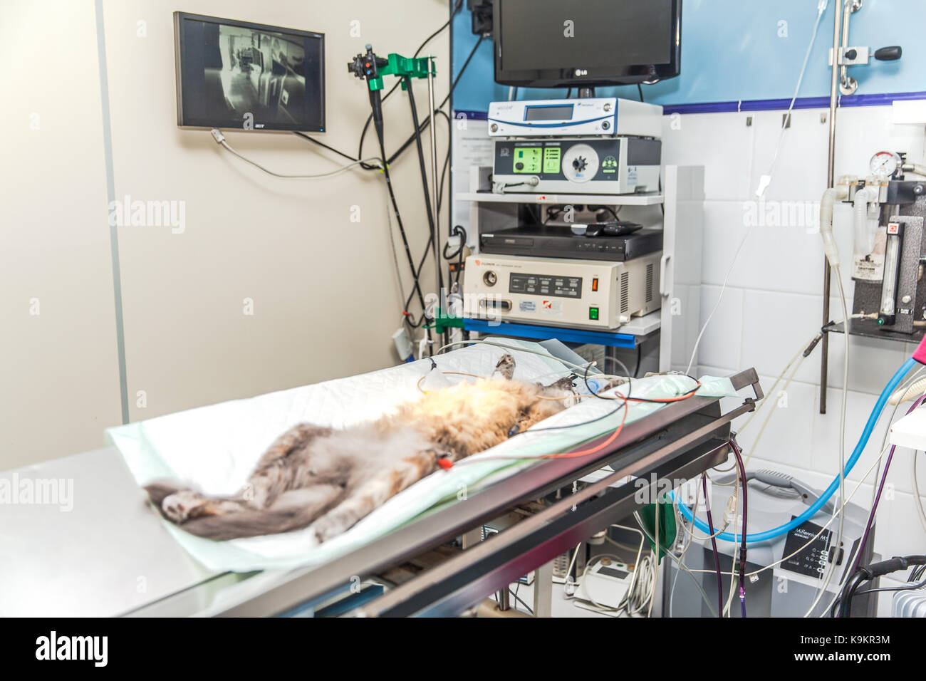 cat at the vet´s undergoing surgery Stock Photo - Alamy