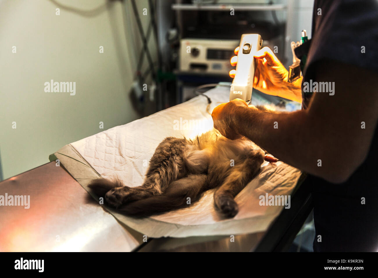 cat at the vet´s undergoing surgery Stock Photo - Alamy