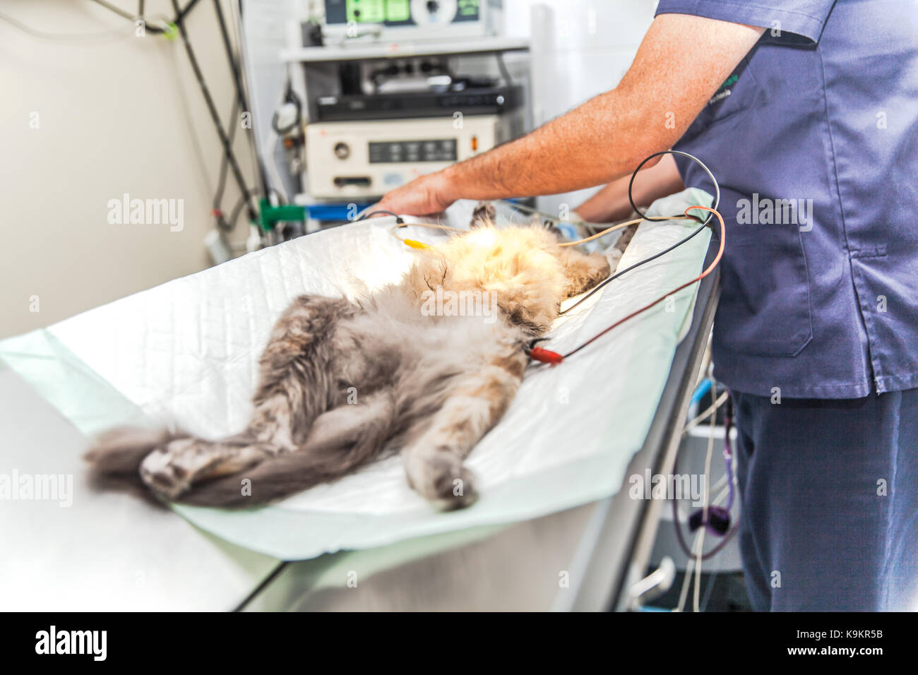 cat at the vet´s undergoing surgery Stock Photo - Alamy