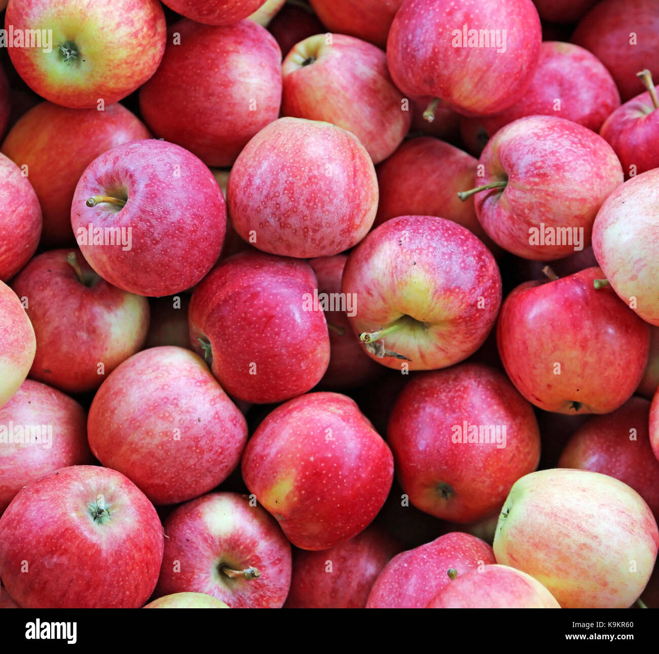 background of organic mature apples just picked in the orchard ready to ...