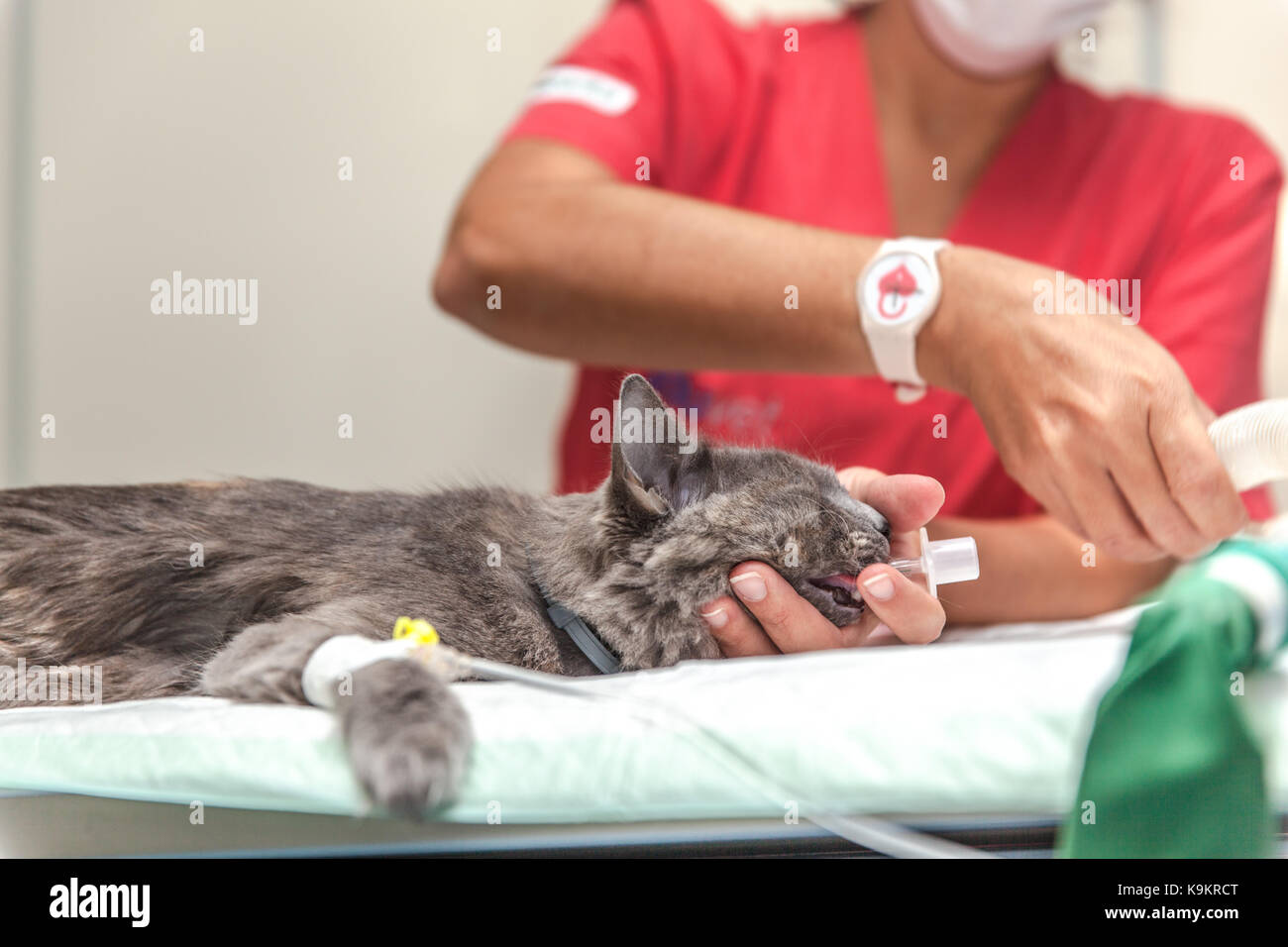 cat at the vet´s undergoing surgery Stock Photo - Alamy
