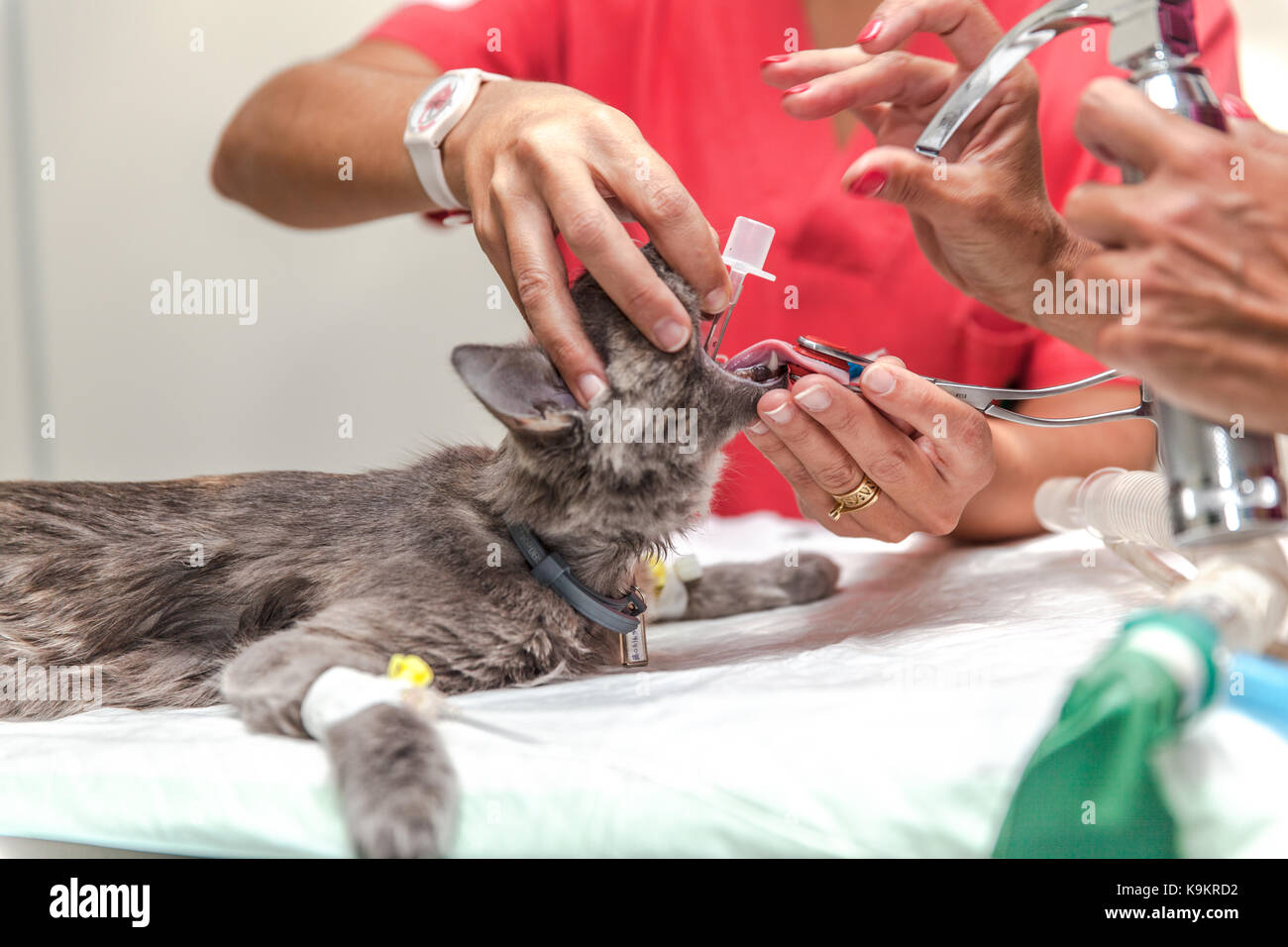 cat at the vet´s undergoing surgery Stock Photo - Alamy