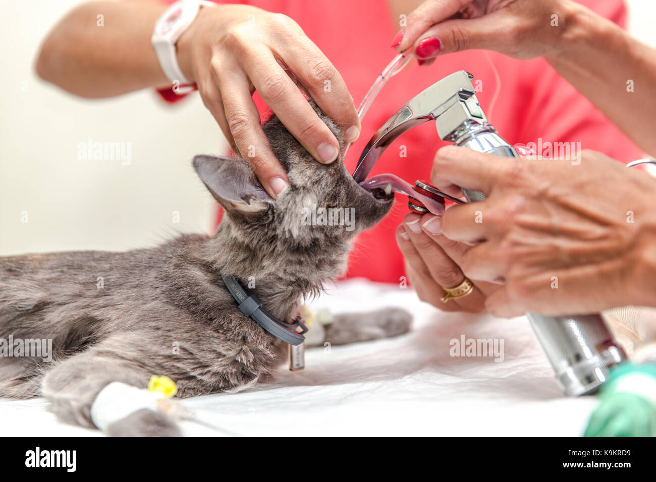 Veterinary surgery veterinarian operating white hi-res stock ...