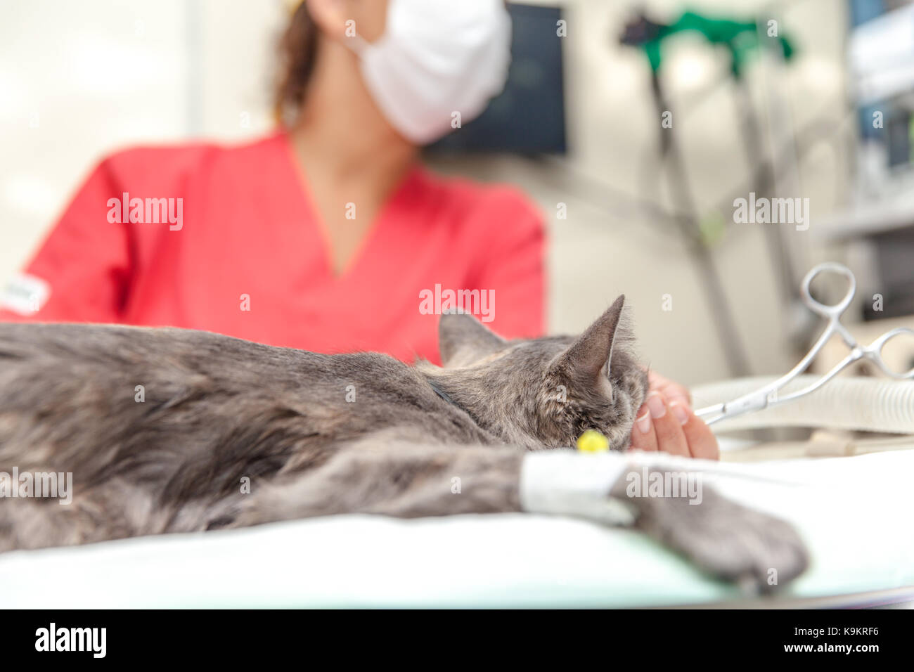 cat at the vet´s operating theater Stock Photo - Alamy