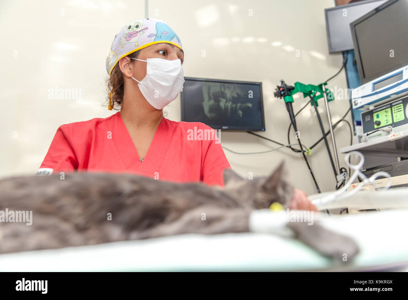 cat at the vet´s undergoing surgery Stock Photo - Alamy