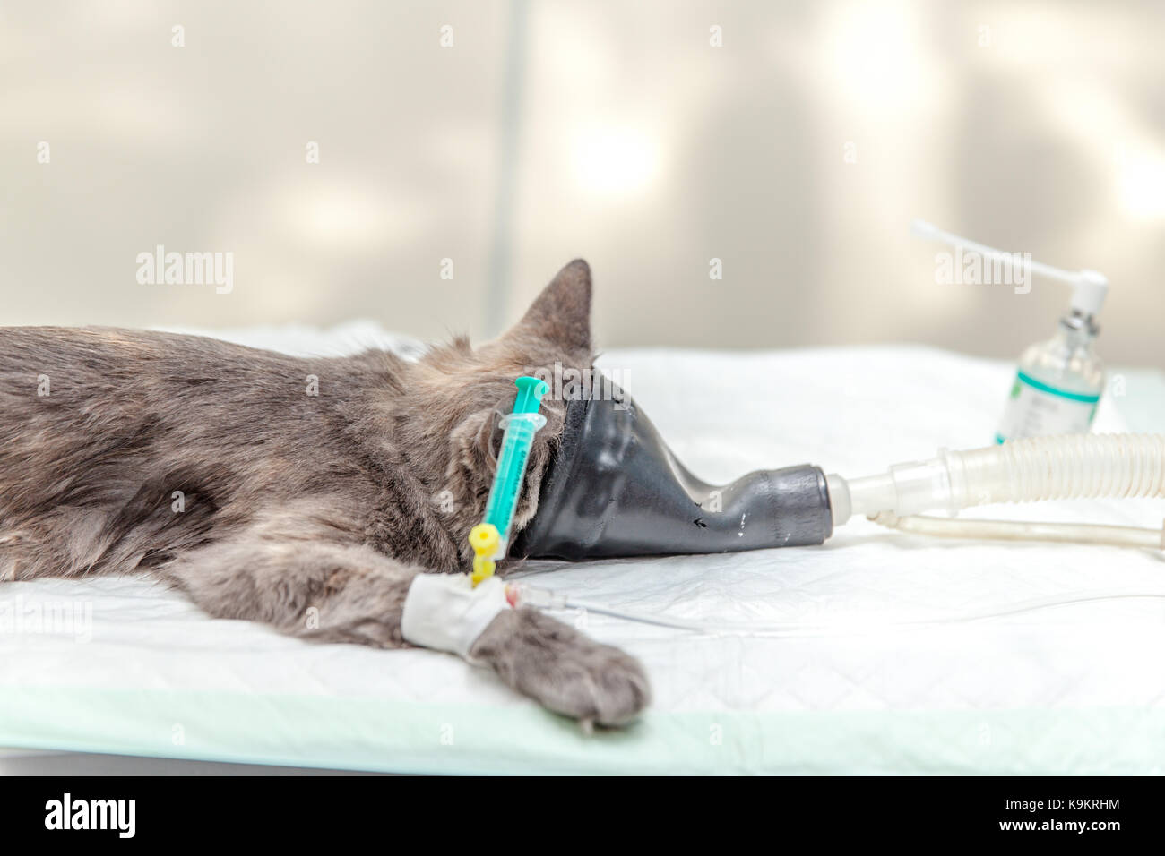 cat at the vet´s undergoing surgery Stock Photo - Alamy