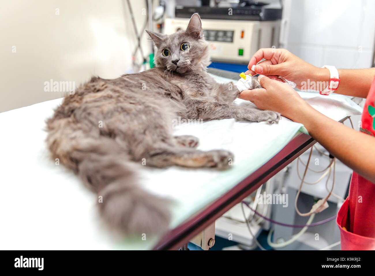 cat at the vet´s undergoing surgery Stock Photo - Alamy