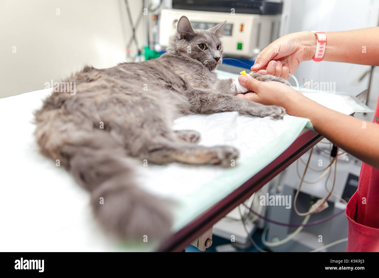 cat at the vet´s undergoing surgery Stock Photo - Alamy