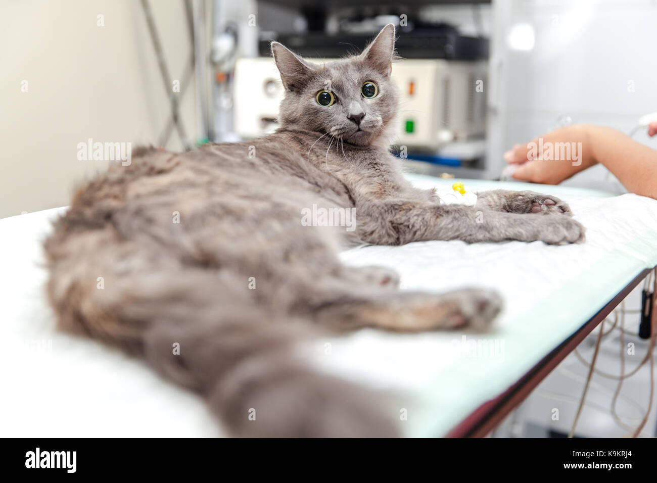 cat at the vet´s undergoing surgery Stock Photo - Alamy