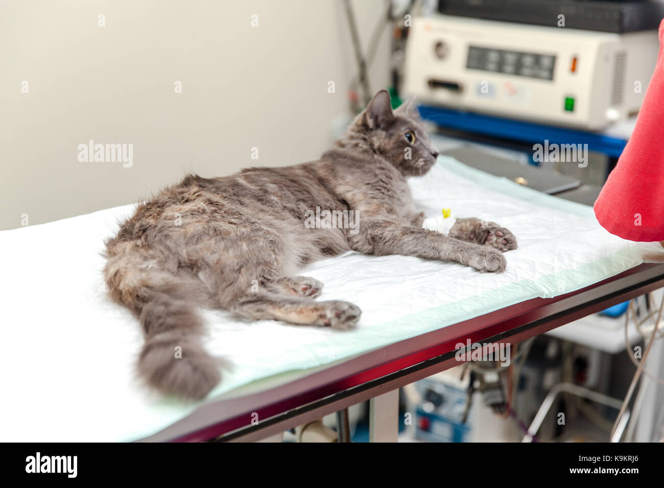 cat at the vet´s undergoing surgery Stock Photo - Alamy