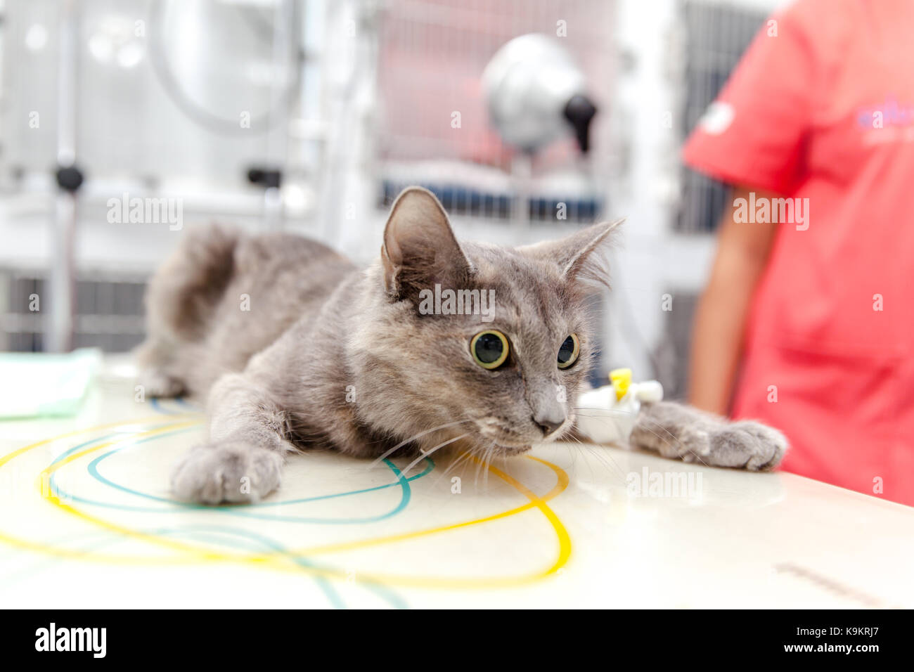 cat at the vet´s undergoing surgery Stock Photo - Alamy