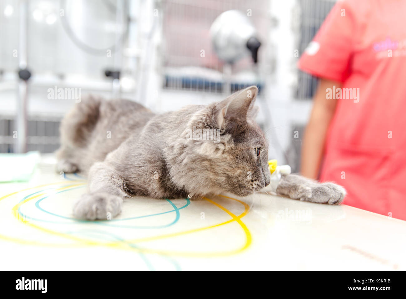 cat at the vet´s undergoing surgery Stock Photo - Alamy