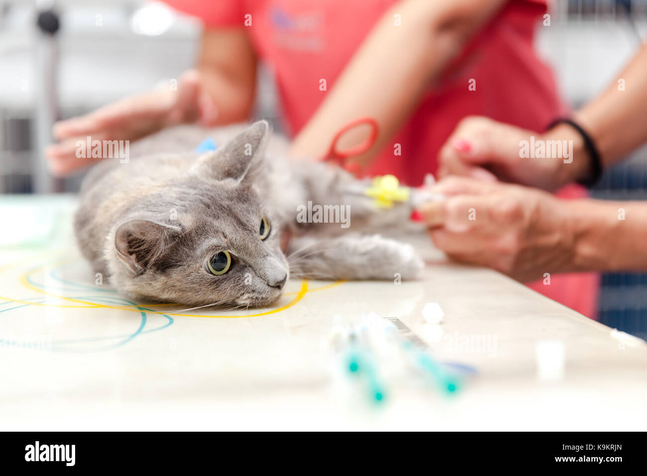 cat at the vet´s undergoing surgery Stock Photo - Alamy
