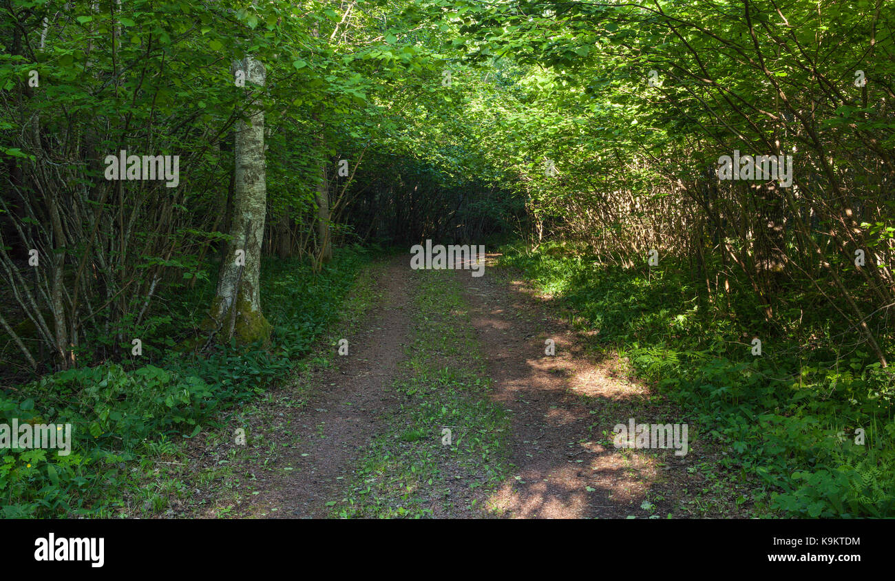 Hazel shrubbery covers a gravel road. Dark light under the leaves, some ...