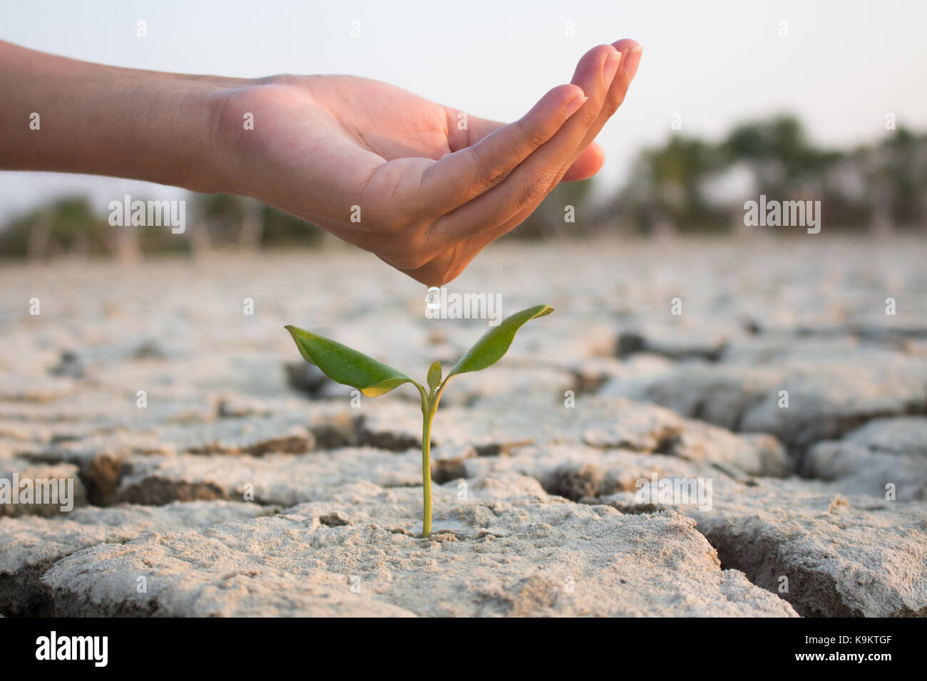 Human Growing Sequence