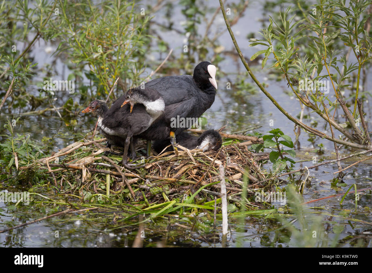 Parent eurasian coot young hi-res stock photography and images - Alamy