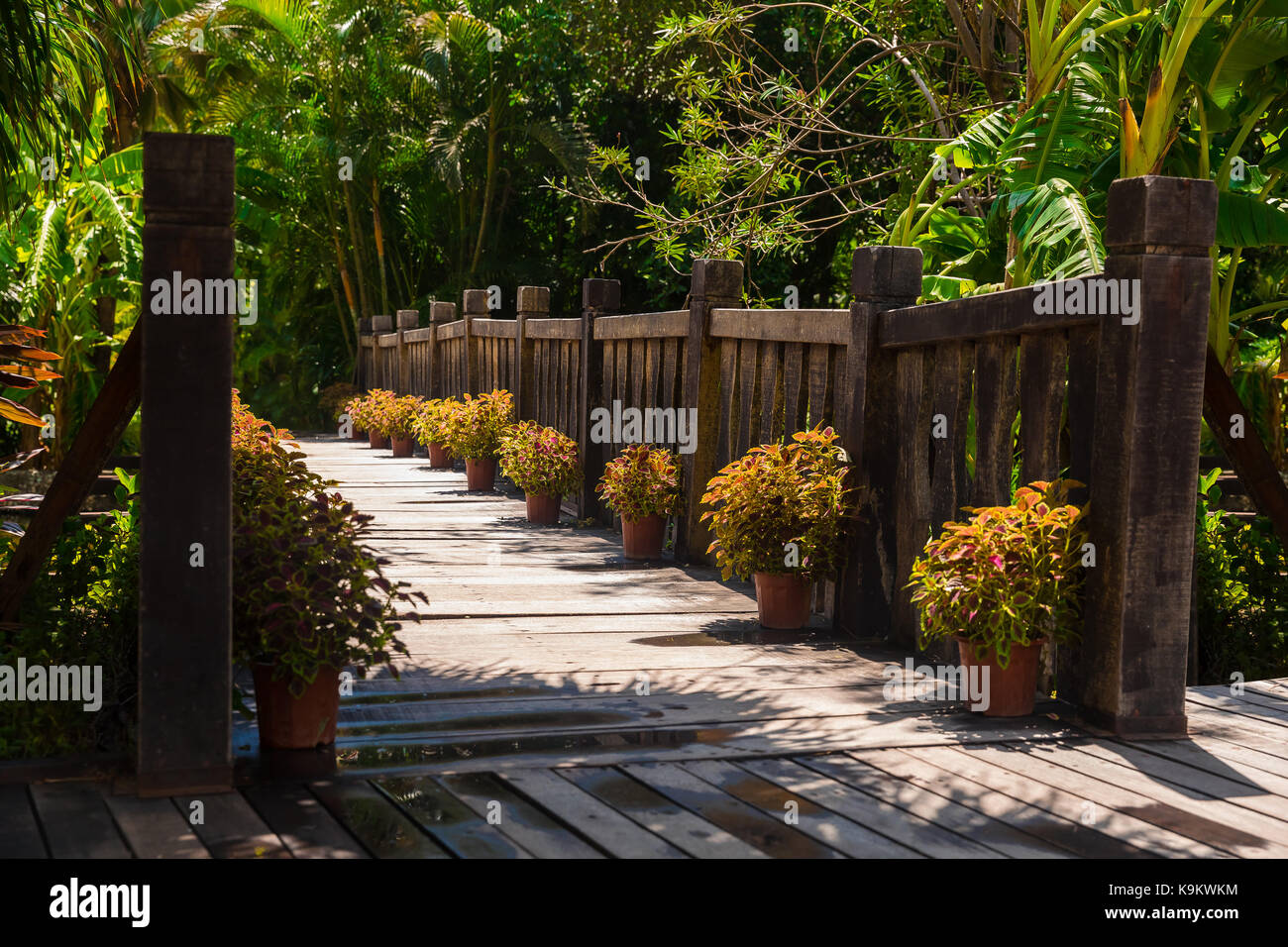 Old wooden bridge in tropical jungle. Crossing in the rainforest, Palm ...