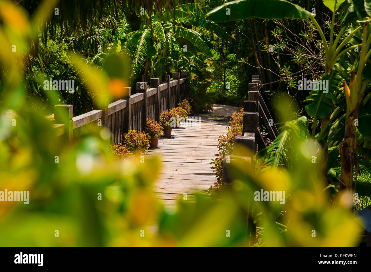 Old wooden bridge in tropical jungle. Crossing in the rainforest, Palm ...