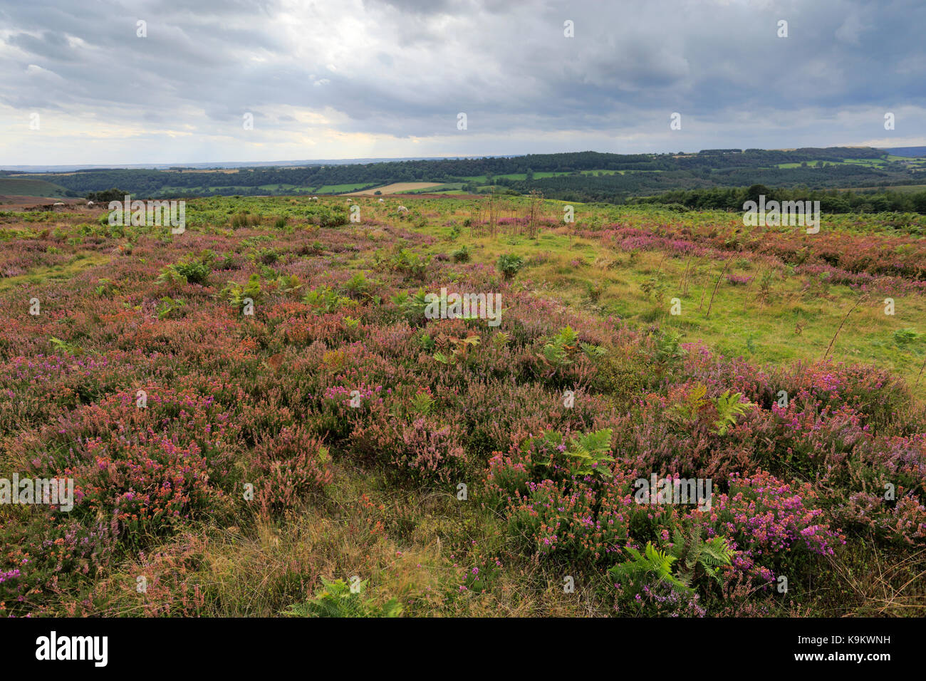 The North York Moors near Carlton village, North York Moors National ...