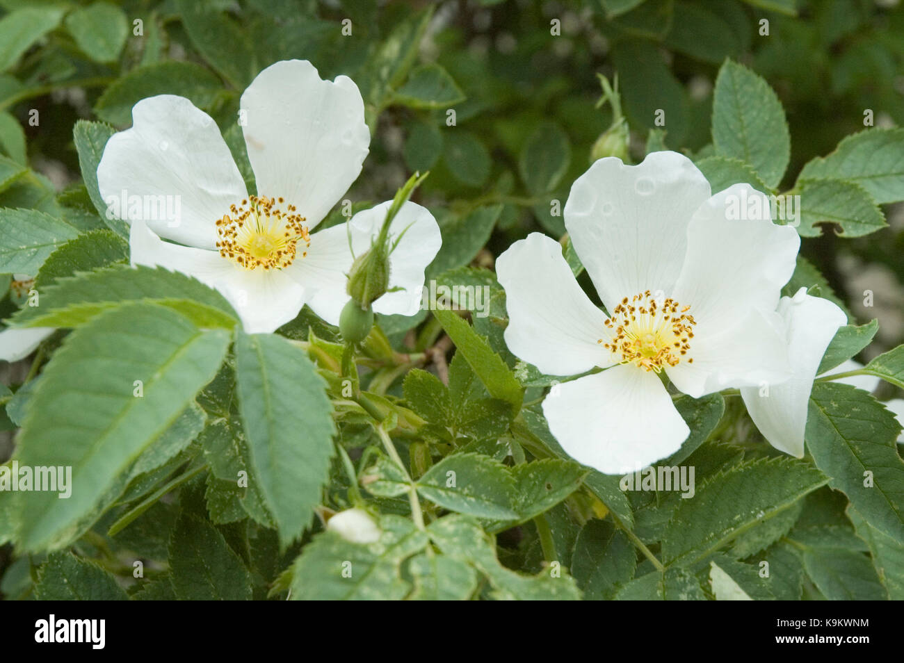 white dog roses Stock Photo - Alamy