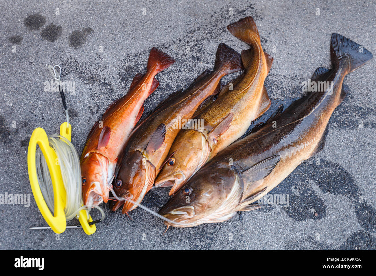 freshly caught Norwegian fishes. outdoor shot in Norway. copy space ...