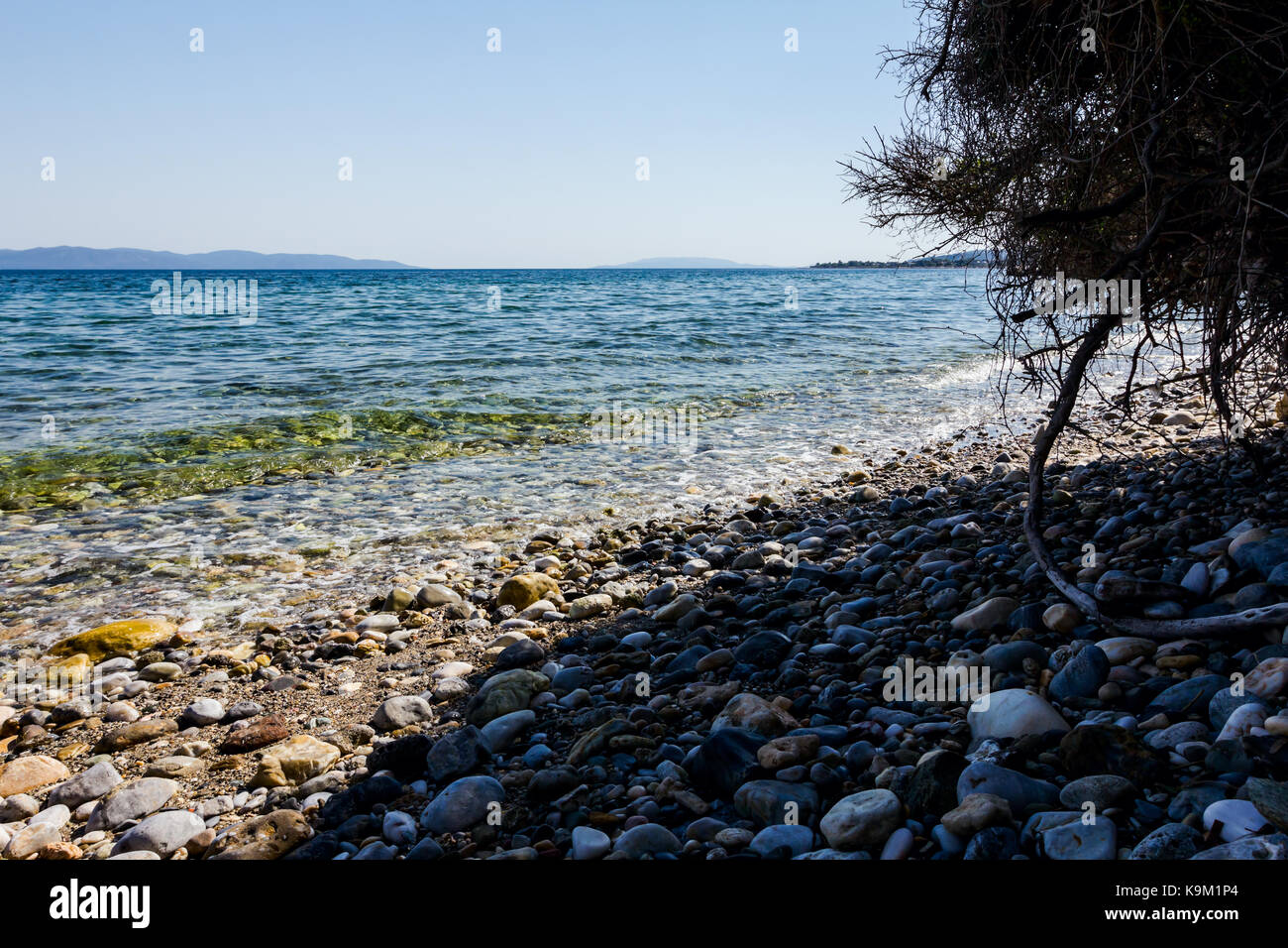 Rocky shore with shallow sea water, canopy of pine tree making low ...