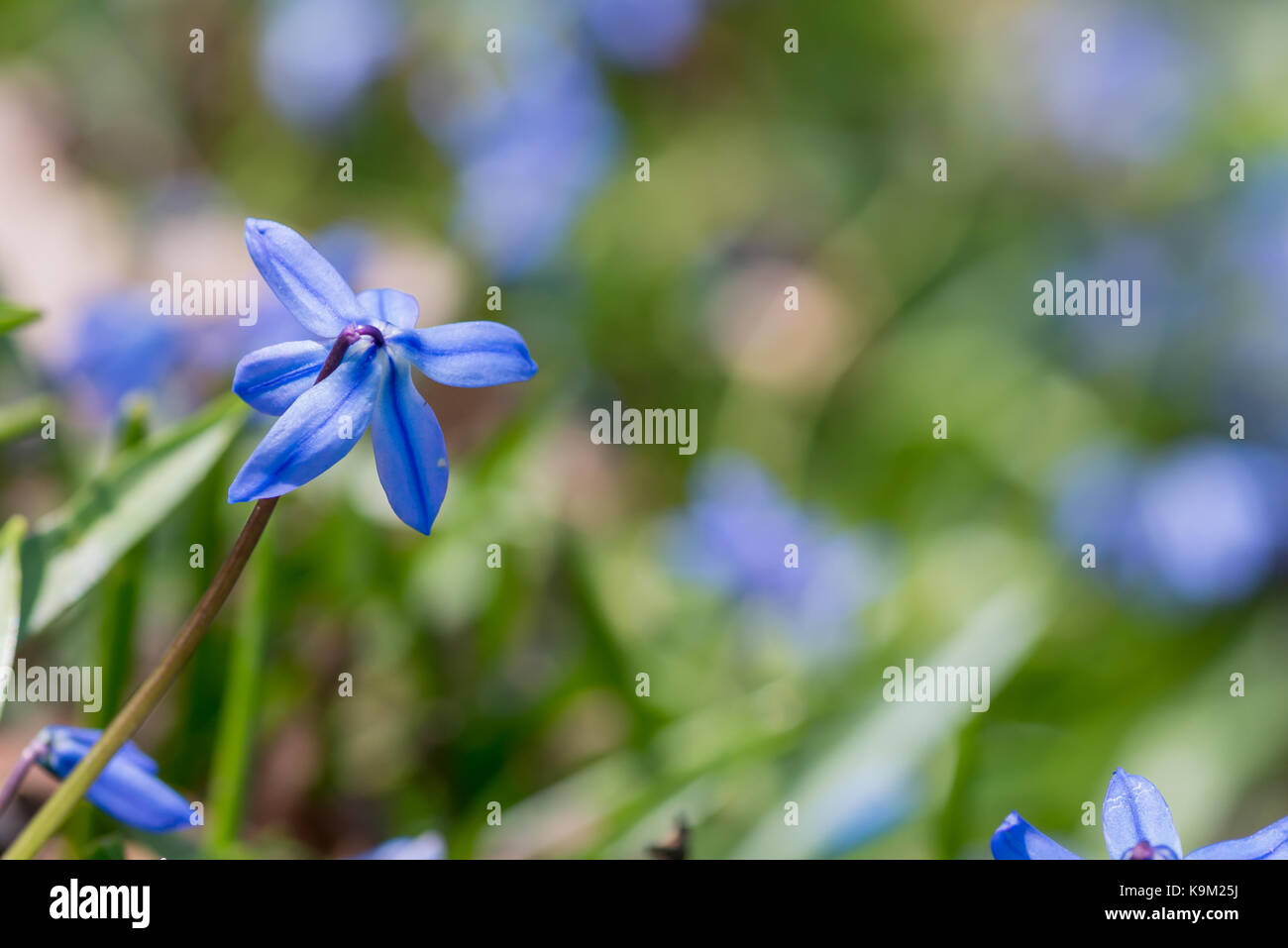 Blue Spring Flower(Scilla Siberian Stock Photo - Alamy