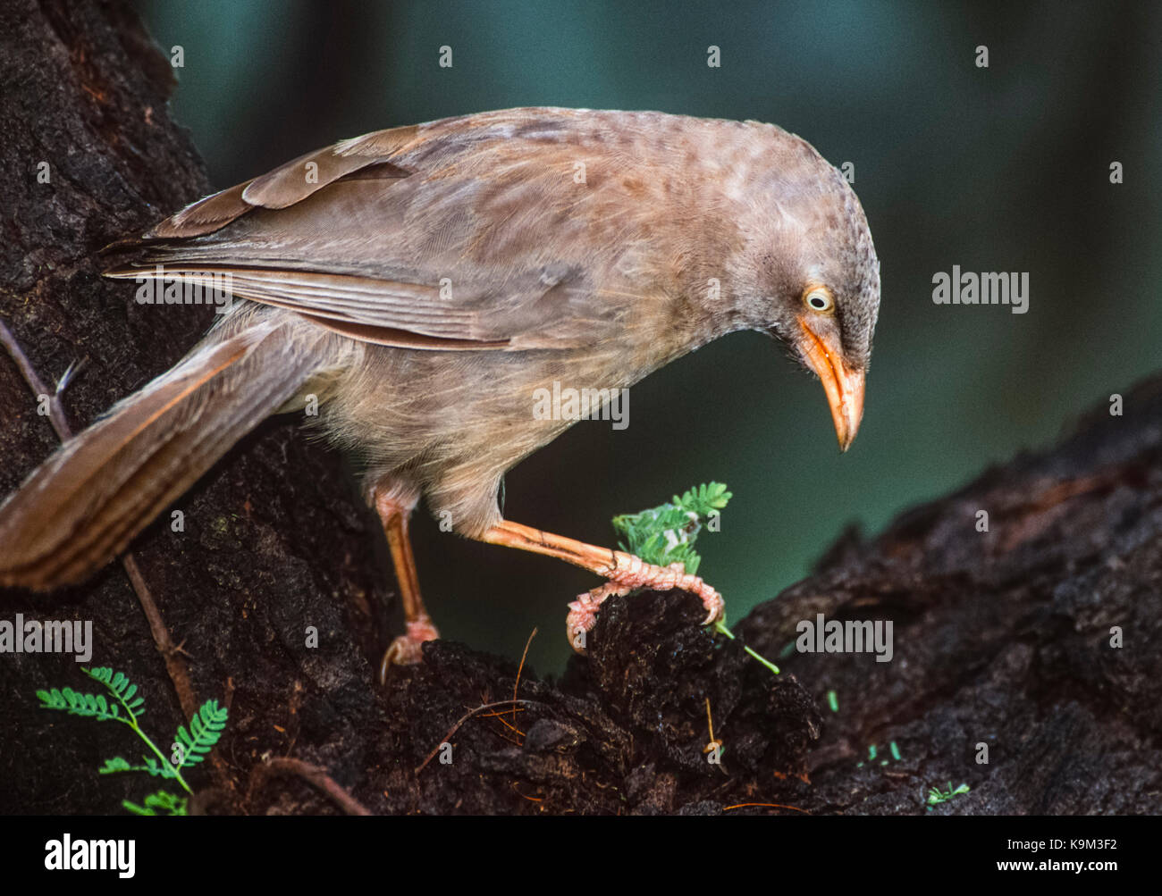 Jungle babbler bharatpur bird sanctuary hi-res stock photography and ...